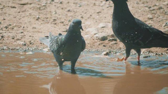 Pige Images – Browse 165 Stock Photos, Vectors, and Video | Adobe Stock