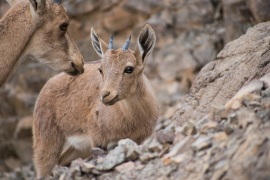 Yael Images – Browse 47 Stock Photos, Vectors, and Video | Adobe Stock