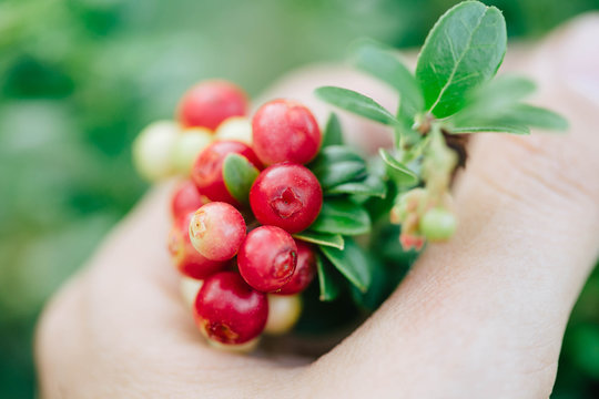 รูปภาพFoxberry – เลือกดูภาพถ่ายสต็อก เวกเตอร์ และวิดีโอ53,865 | Adobe Stock