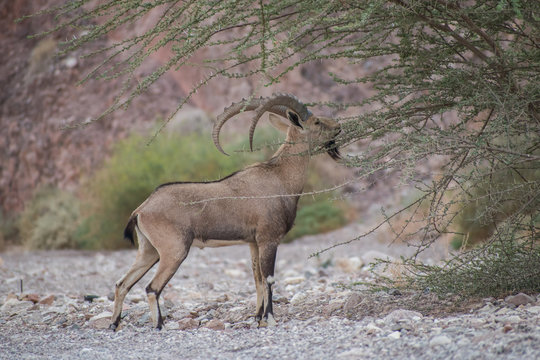 Yael Images – Browse 69 Stock Photos, Vectors, and Video | Adobe Stock