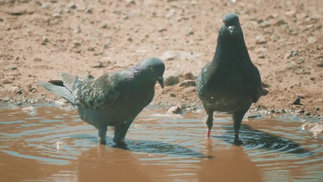 Pige Images – Browse 165 Stock Photos, Vectors, and Video | Adobe Stock