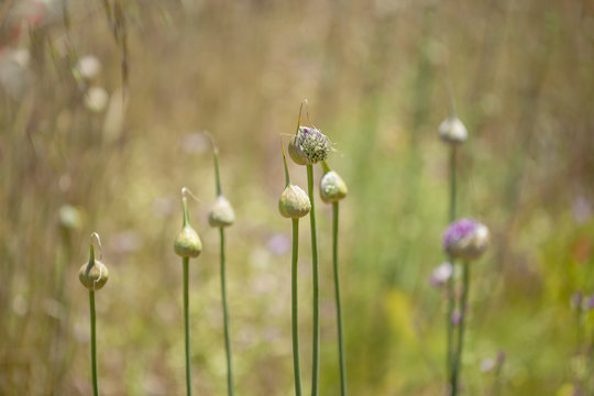 "Persian Leek" Bilder – Durchsuchen 72 Archivfotos, Vektorgrafiken und ...