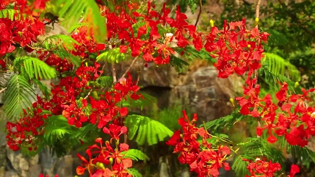 "Flame Trees" Images – Browse 74 Stock Photos, Vectors, and Video ...