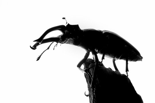 รูปภาพStag-Beetle – เลือกดูภาพถ่ายสต็อก เวกเตอร์ และวิดีโอ3,069 | Adobe ...