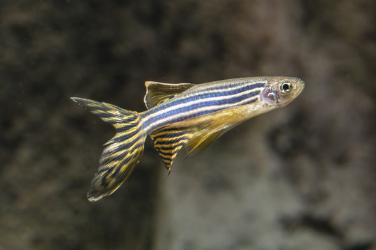 Zebra Danio Profile