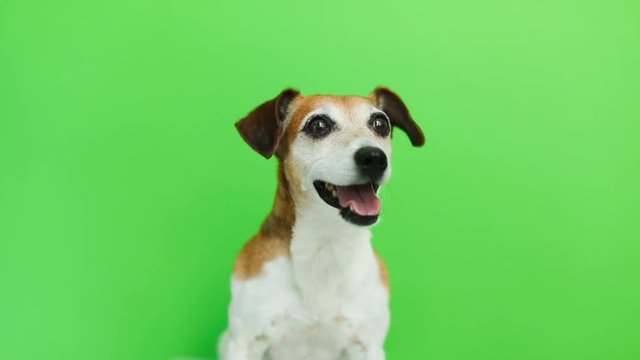 Dog With Keys Images – Browse 8,039 Stock Photos, Vectors, and Video ...