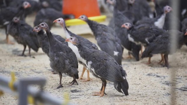 รูปภาพFowls – เลือกดูภาพถ่ายสต็อก เวกเตอร์ และวิดีโอ1,004,376 | Adobe Stock