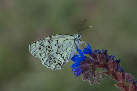 รูปภาพFolwer – เลือกดูภาพถ่ายสต็อก เวกเตอร์ และวิดีโอ235 | Adobe Stock