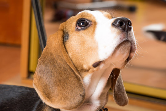 Hound Dog Howling Images – Browse 850 Stock Photos, Vectors, and Video ...