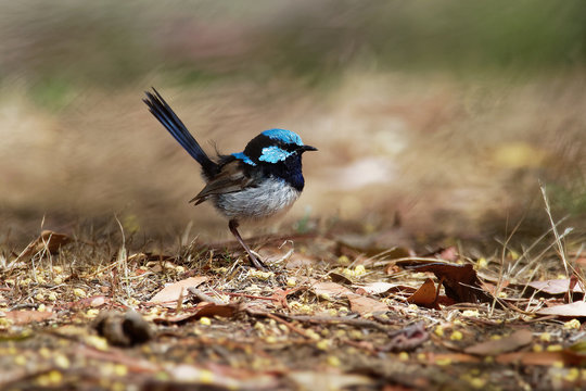 Blue-Wren Images – Browse 84 Stock Photos, Vectors, and Video | Adobe Stock