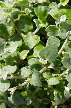 Imphepho Images – Browse 57 Stock Photos, Vectors, and Video | Adobe Stock