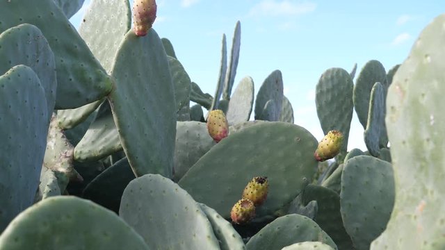 Subtropical Images – Browse 82,098 Stock Photos, Vectors, and Video ...