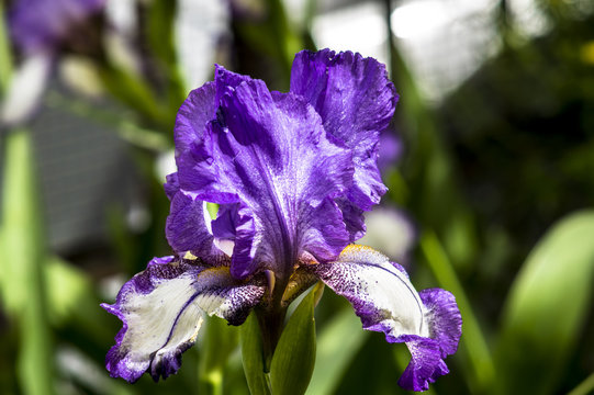 「Giaggiolo」の画像 - 131 件の Stock 写真、ベクターおよびビデオ | Adobe Stock