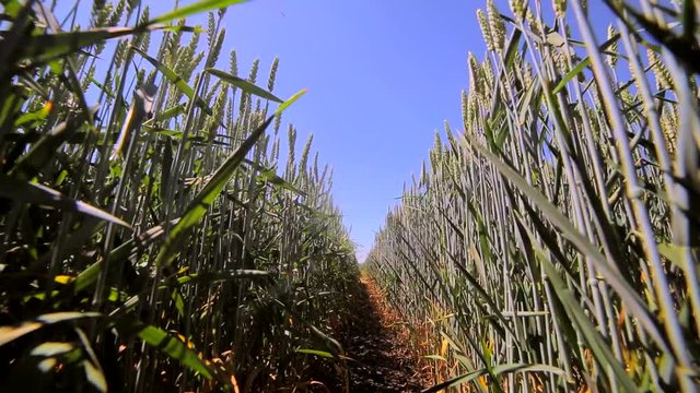 Agronomy Video Footage – Browse 99,968 HD Stock Video and Footage ...