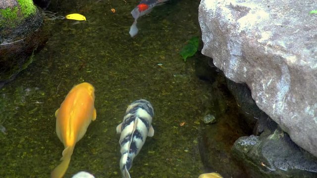 Koy Fish Images – Browse 8,971 Stock Photos, Vectors, and Video | Adobe ...