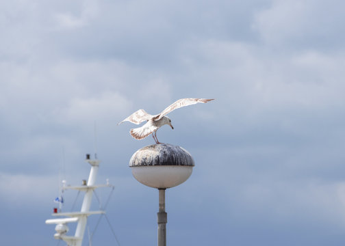 รูปภาพFlutet – เลือกดูภาพถ่ายสต็อก เวกเตอร์ และวิดีโอ73 | Adobe Stock