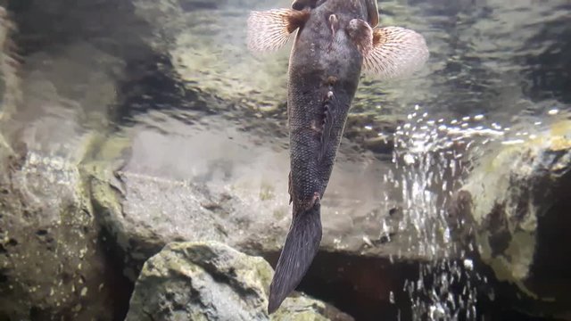 「Oxyeleotris」の写真素材 | 18件の無料イラスト画像 | Adobe Stock