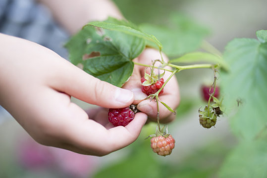 "Blowing Raspberries" Bilder – Durchsuchen 3,043 Archivfotos ...