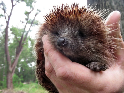 รูปภาพFurze-Pig – เลือกดูภาพถ่ายสต็อก เวกเตอร์ และวิดีโอ21 | Adobe Stock