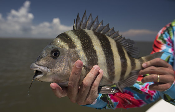 Sheepshead 이미지 – 찾아보기 1,111 스톡 사진, 벡터 및 비디오 | Adobe Stock