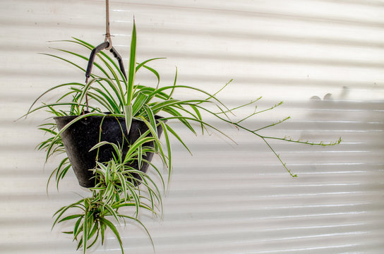 Maseta Images – Browse 98 Stock Photos, Vectors, and Video | Adobe Stock