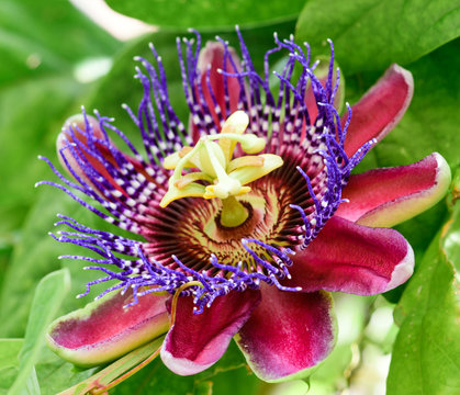 "Passiflora Incarnata" Images – Browse 1,508 Stock Photos, Vectors, and ...