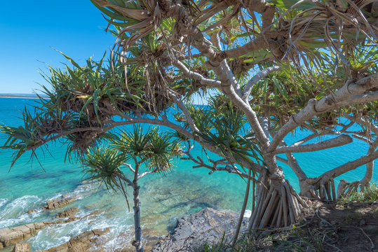 Pandanas bilder – Bläddra bland 68 stockfoton, vektorer och videor ...