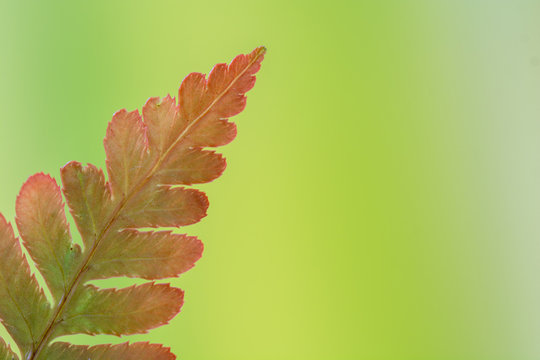 รูปภาพFrawn – เลือกดูภาพถ่ายสต็อก เวกเตอร์ และวิดีโอ69 | Adobe Stock