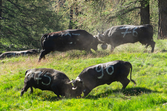 DIE 82 BESTEN BILDER, STOCK-FOTOS UND -VEKTORGRAFIKEN ZU „Eringer ...
