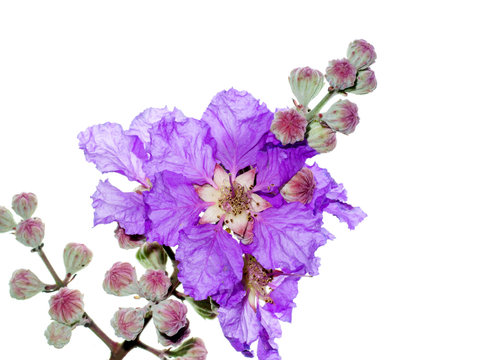 รูปภาพดอกอินทนิล – เลือกดูภาพถ่ายสต็อก เวกเตอร์ และวิดีโอ1,976 | Adobe ...