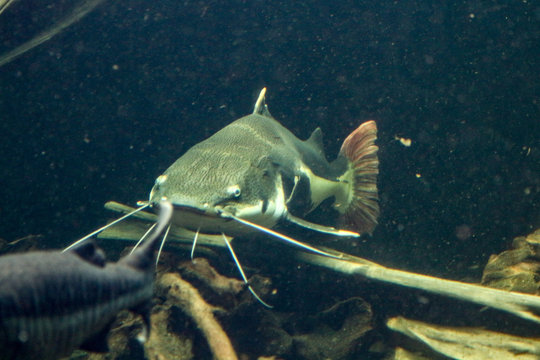 Wels bilder – Bläddra bland 2,237 stockfoton, vektorer och videor ...