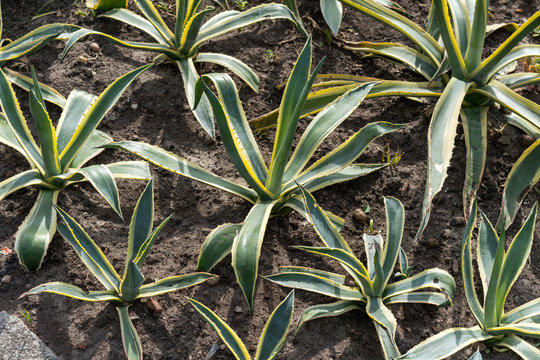 Imágenes de Prain: descubre bancos de fotos, ilustraciones, vectores y ...