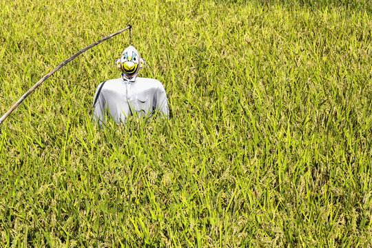 Omishima Images – Browse 86 Stock Photos, Vectors, and Video | Adobe Stock