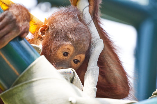 オランウータン Images – Browse 948 Stock Photos, Vectors, and Video | Adobe Stock