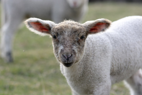 รูปภาพAgnelle – เลือกดูภาพถ่ายสต็อก เวกเตอร์ และวิดีโอ199 | Adobe Stock