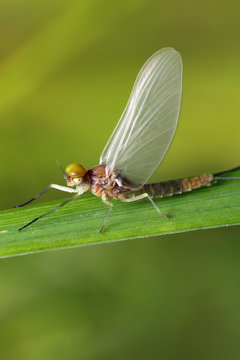 Mayflies Images – Browse 3,859 Stock Photos, Vectors, and Video | Adobe ...