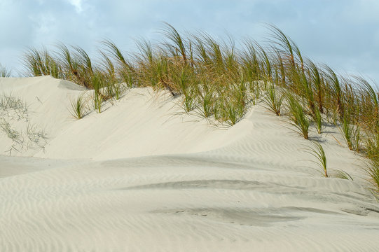 「Pingao」の写真素材 | 48件の無料イラスト画像 | Adobe Stock