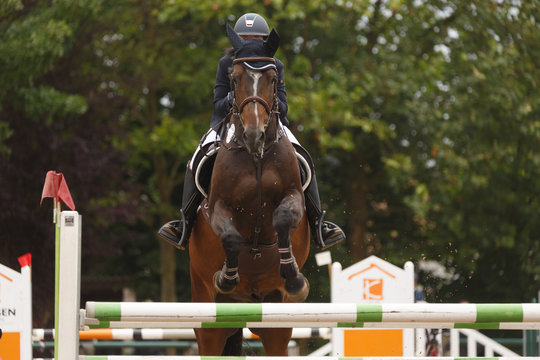 Springpferde Bilder – Durchsuchen 978 Archivfotos, Vektorgrafiken und ...