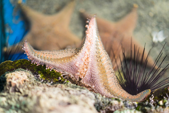 รูปภาพAmezing – เลือกดูภาพถ่ายสต็อก เวกเตอร์ และวิดีโอ423 | Adobe Stock