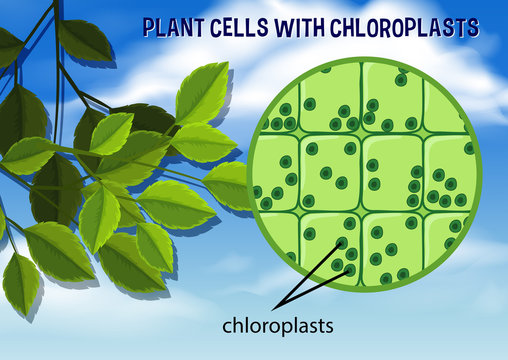 รูปภาพChloroplast – เลือกดูภาพถ่ายสต็อก เวกเตอร์ และวิดีโอ4,672 | Adobe ...