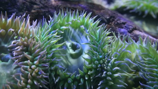 "Anthopleura Xanthogrammica" Images – Browse 141 Stock Photos, Vectors ...