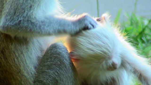 Livingstone Képek – Böngésszen 3,372 stockfotókat, vektorokat és ...