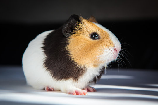 "Cavia Porcellus" Images – Browse 2,482 Stock Photos, Vectors, and ...