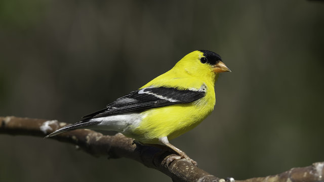 「Granivore」の画像 - 2,274 件の Stock 写真、ベクターおよびビデオ | Adobe Stock