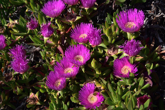 รูปภาพCaryophyllales – เลือกดูภาพถ่ายสต็อก เวกเตอร์ และวิดีโอ3,591 ...