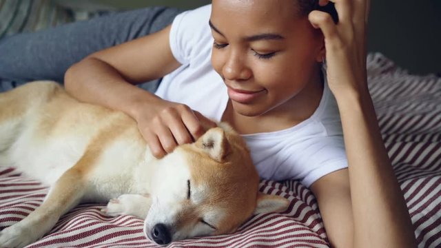 Shibe Images – Browse 88 Stock Photos, Vectors, and Video | Adobe Stock