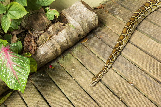 「Jiboia」の画像 - 115 件の Stock 写真、ベクターおよびビデオ | Adobe Stock