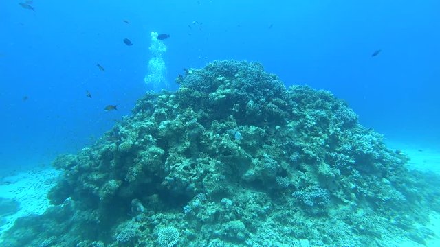 "Dno Oceaniczne"-Bilder: Stock-Fotos & -Videos. | Adobe Stock