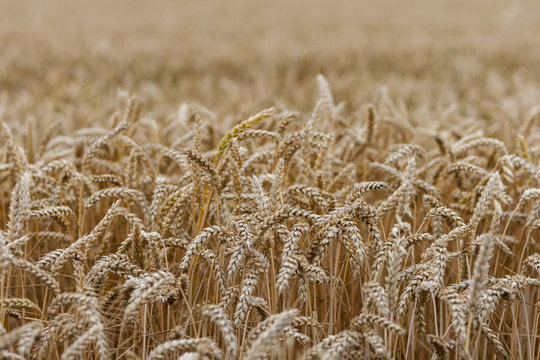 Weichweizen bilder – Bläddra bland 174 stockfoton, vektorer och videor ...