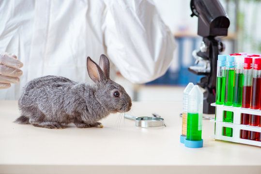 Rabbit Testing Images – Browse 5,096 Stock Photos, Vectors, and Video ...